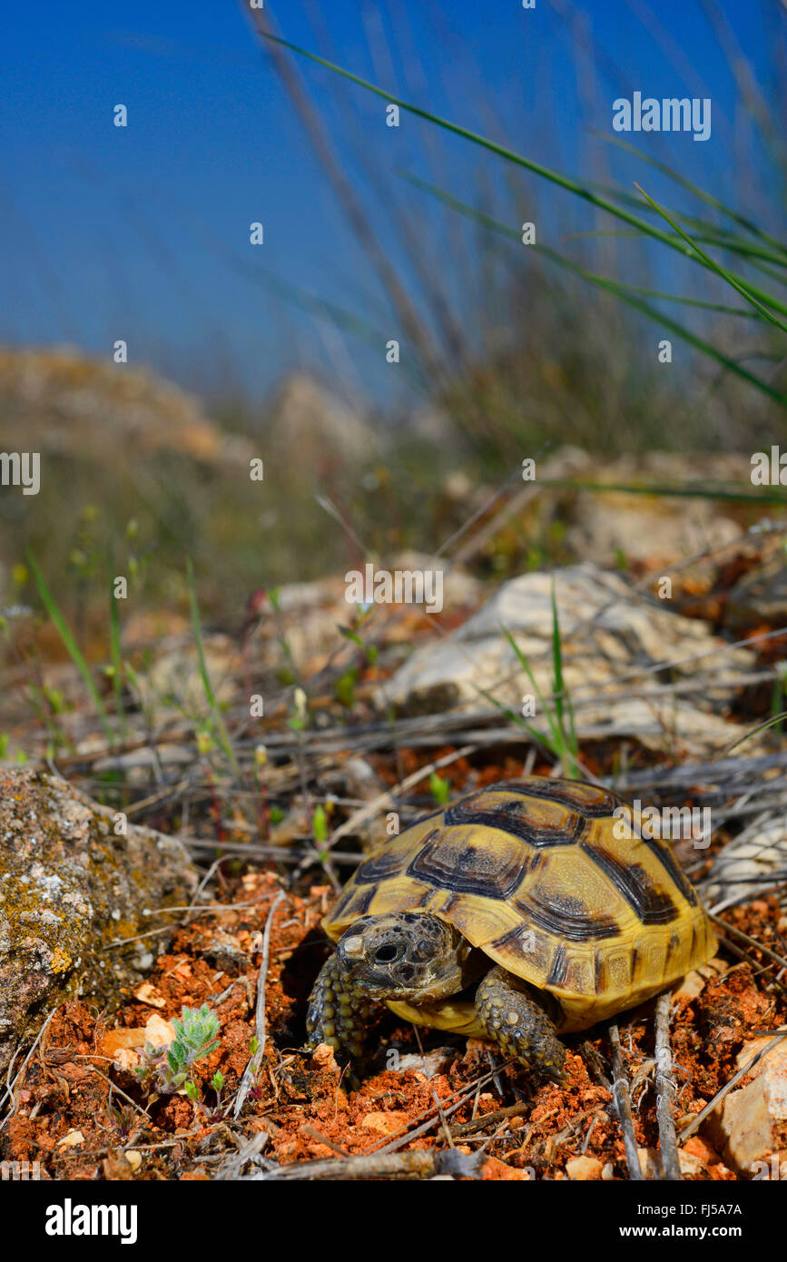 Common tortoise and greek tortoise hi-res stock photography and images ...