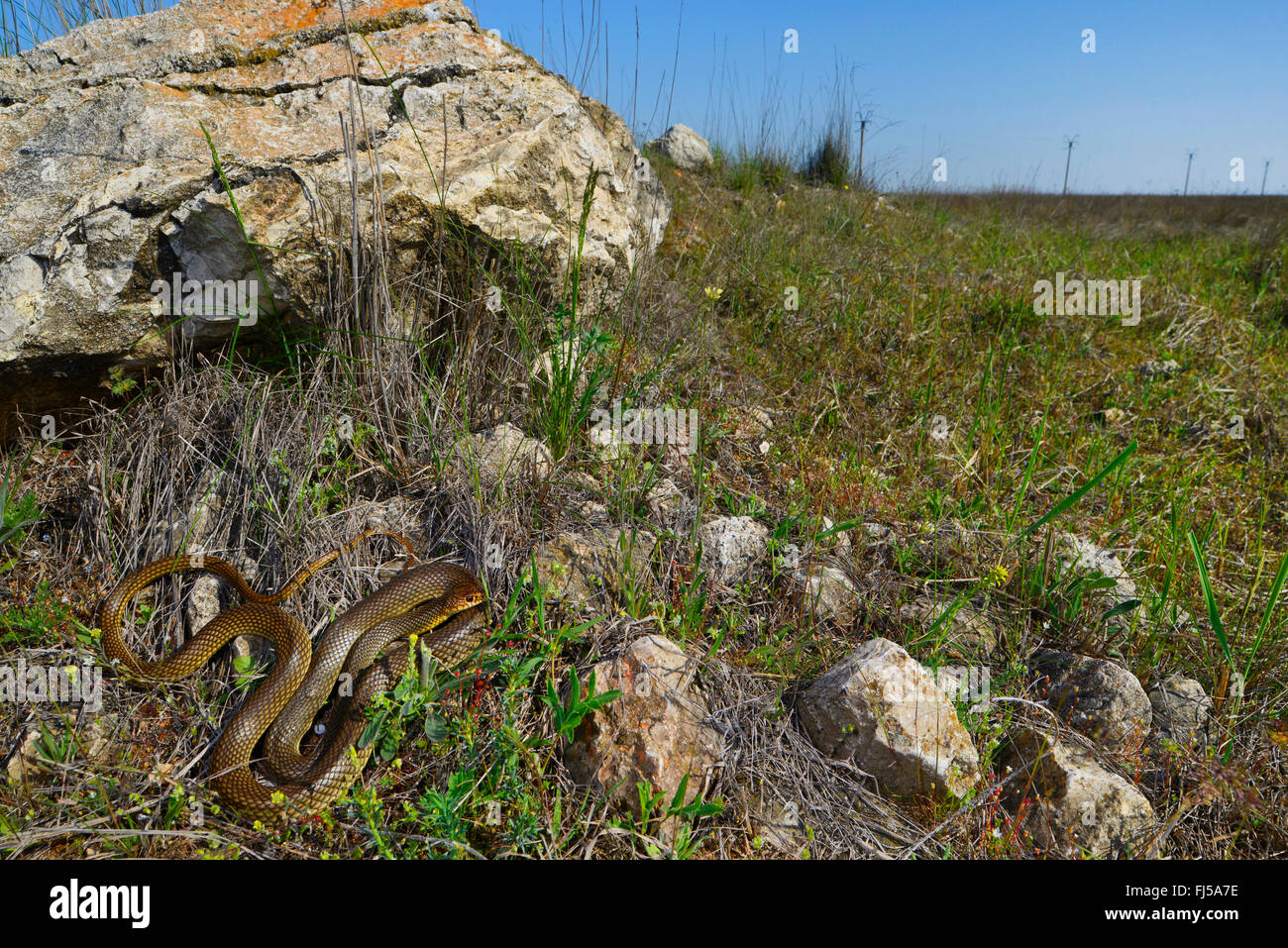 Large Whip Snake, Caspian whipsnake (Dolichophis caspius, Coluber ...
