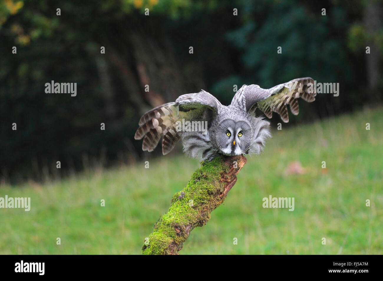 great grey owl (Strix nebulosa), starting from a lookout Stock Photo - Alamy