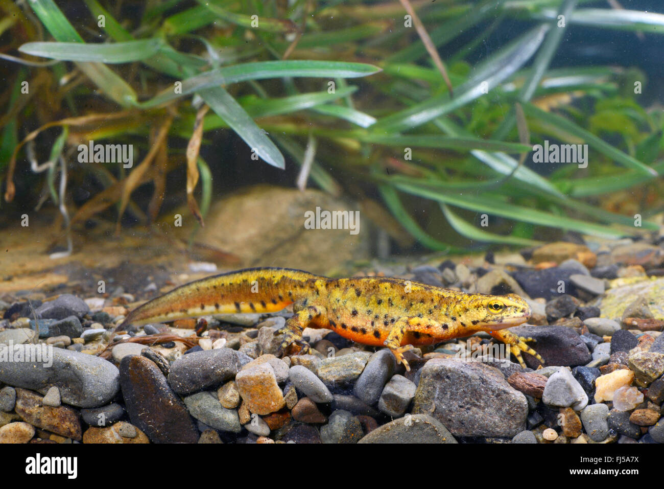 Montandons newt carpathian newt lissotriton hi-res stock photography ...