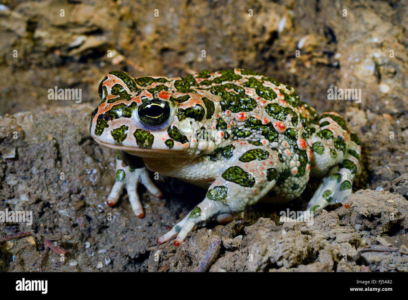 Eastern Green toad, Eastern Variegated toad (Bufo viridis variabilis ...