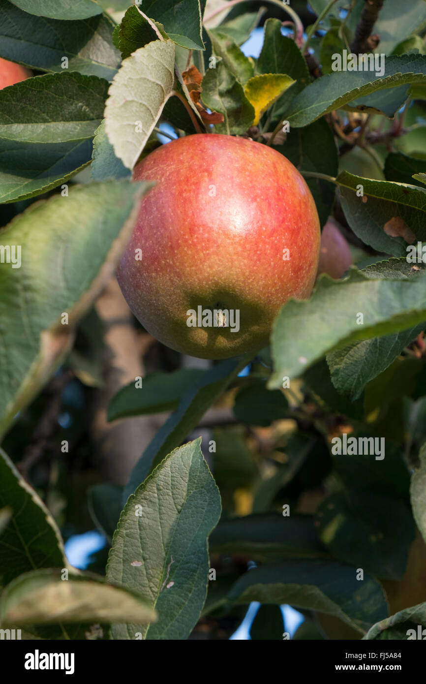 Apple harvest time hi-res stock photography and images - Alamy