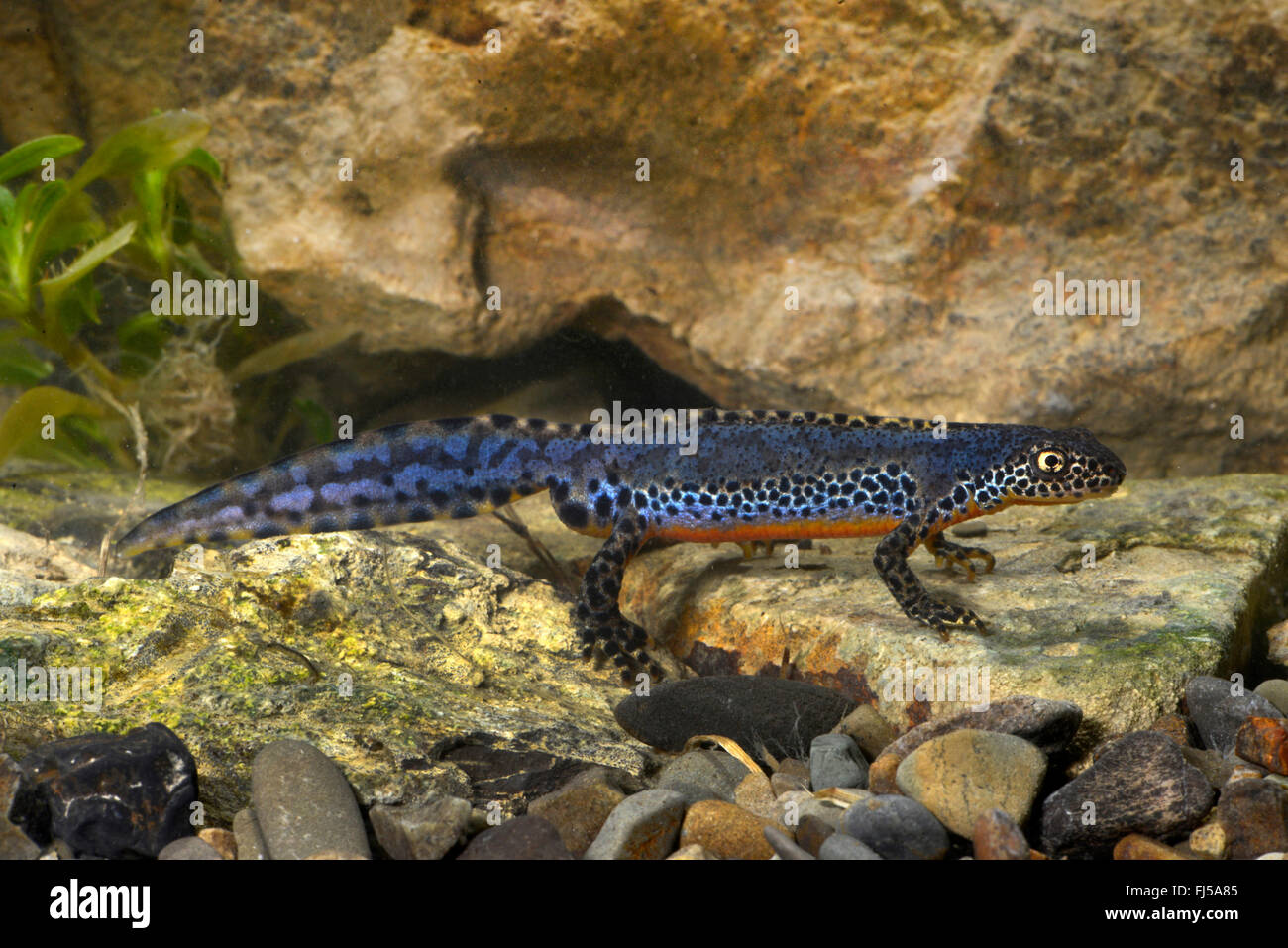 Ichthyosaura alpestris hi-res stock photography and images - Alamy