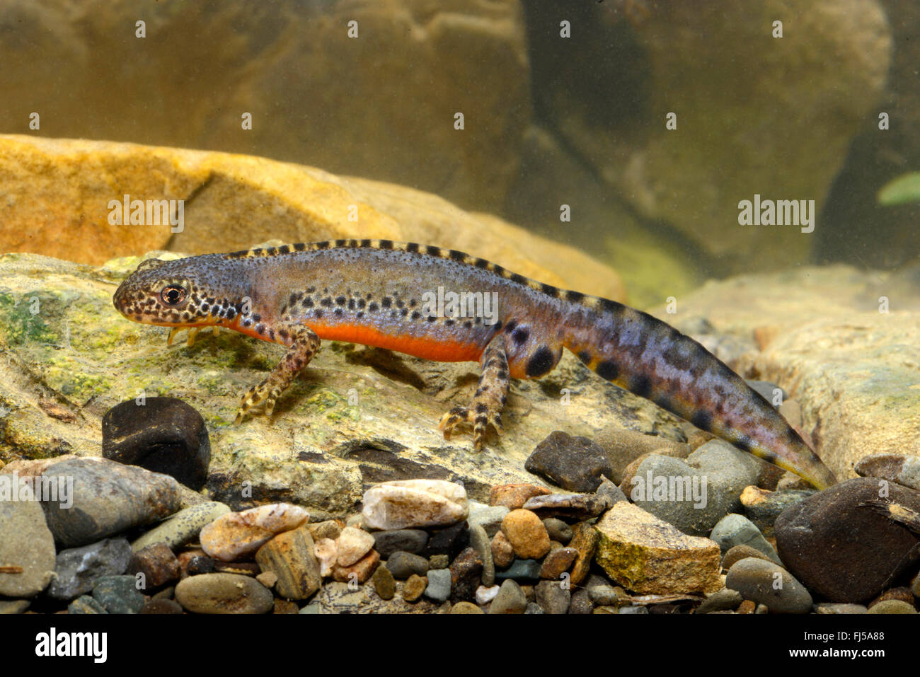 alpine newt (Triturus alpestris, Ichthyosaura alpestris, Mesotriton ...