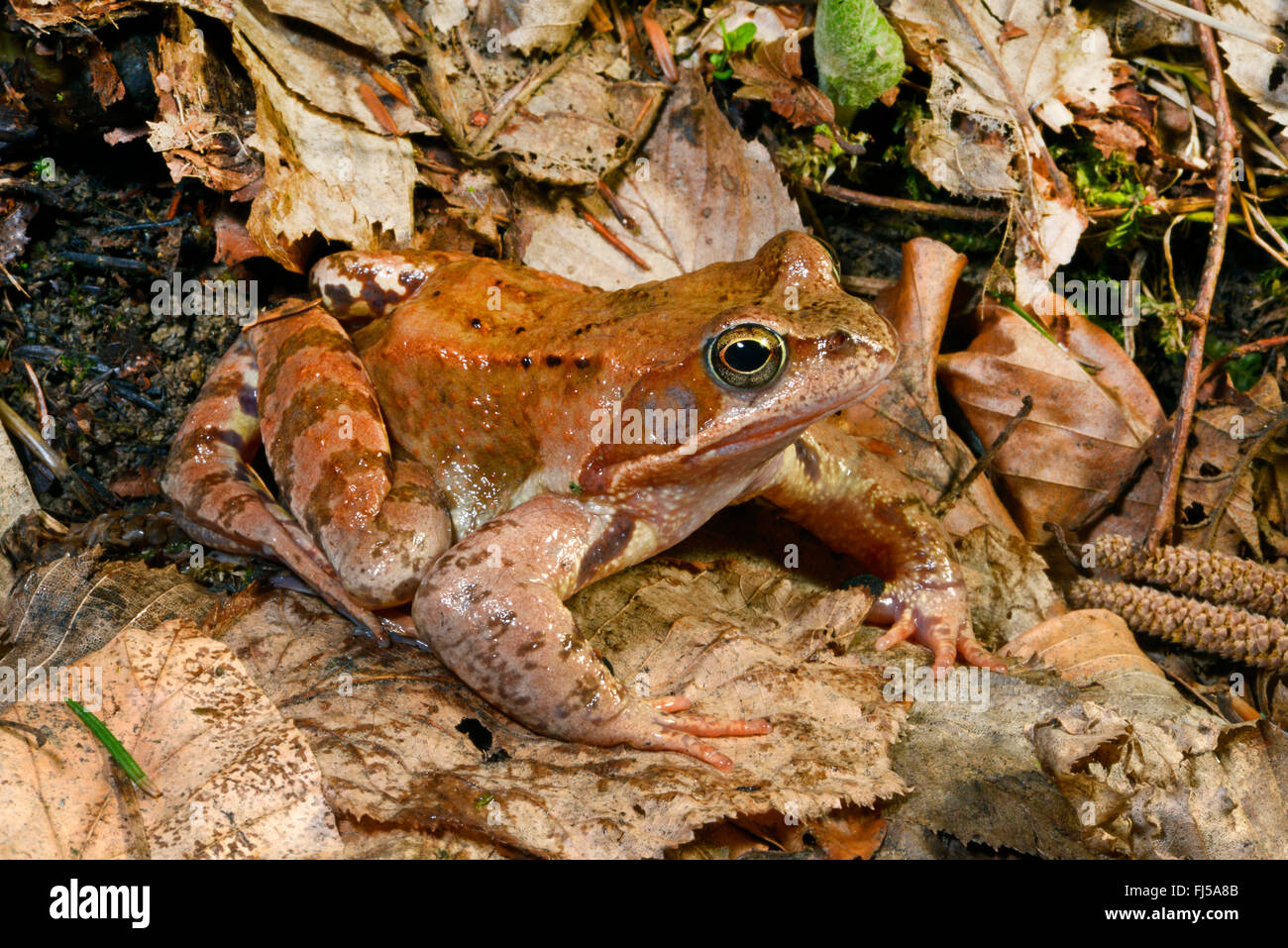 common frog, grass frog (Rana temporaria), on fallen leaves, Romania ...