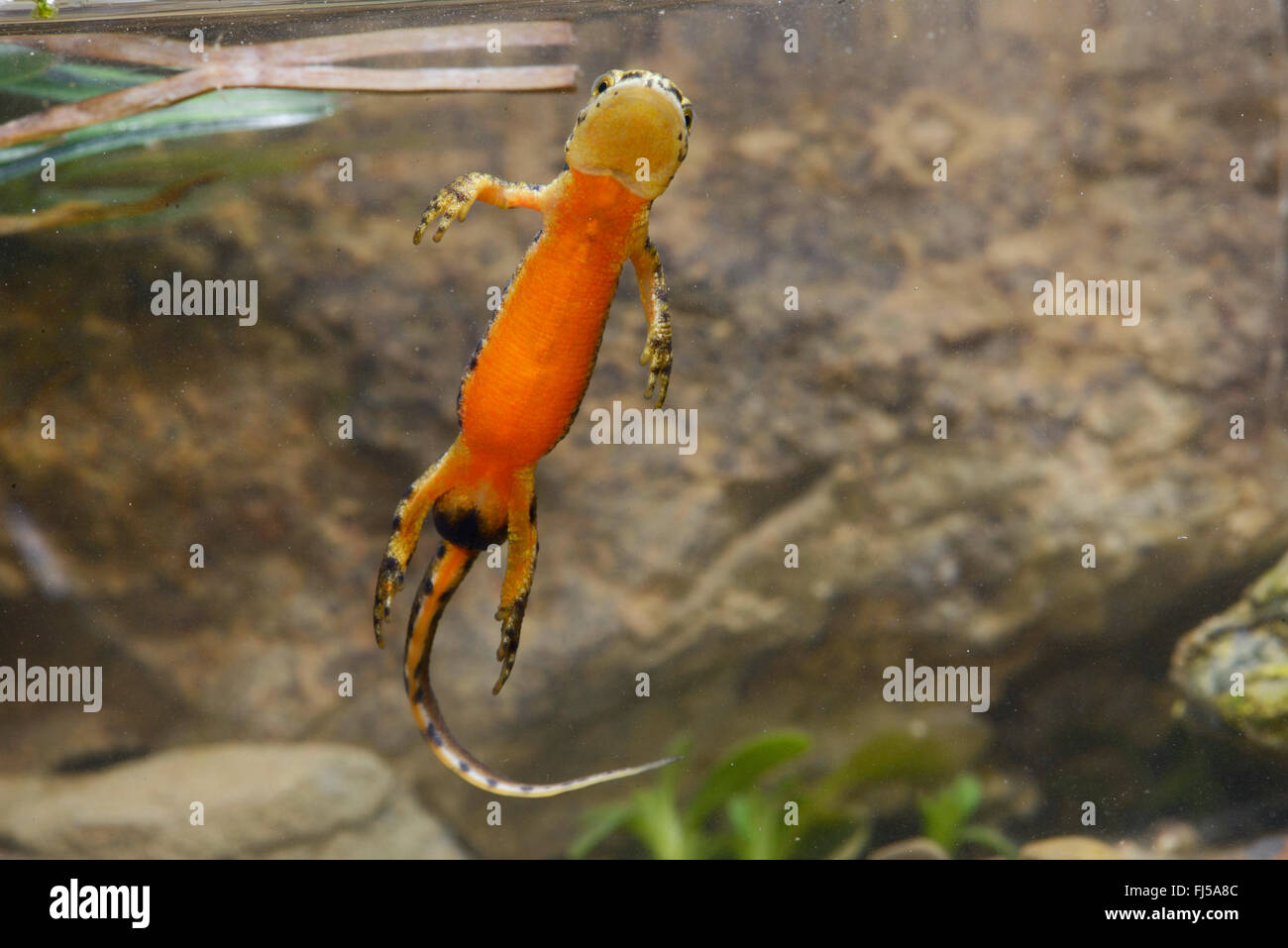 Montandon's newt, Carpathian newt (Lissotriton montandoni, Triturus ...