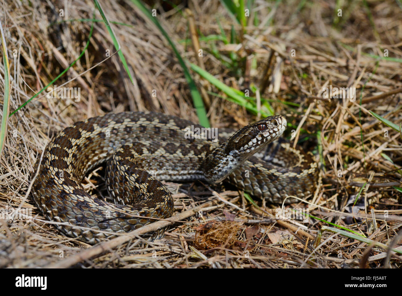 meadow viper, Orsini's viper (Vipera ursinii), rare meadow viper in the ...