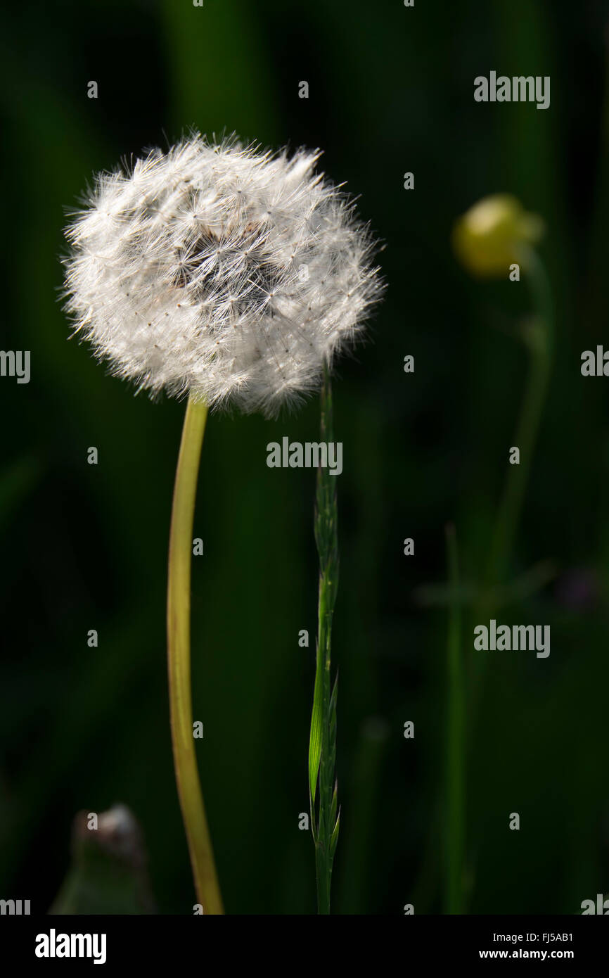 Round balls of silver tufted fruits hi-res stock photography and images ...