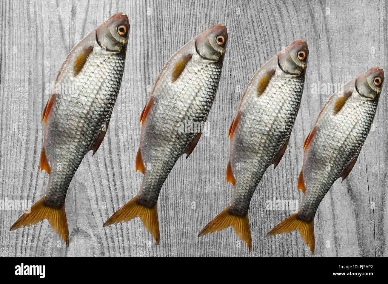 River fish close hi-res stock photography and images - Alamy