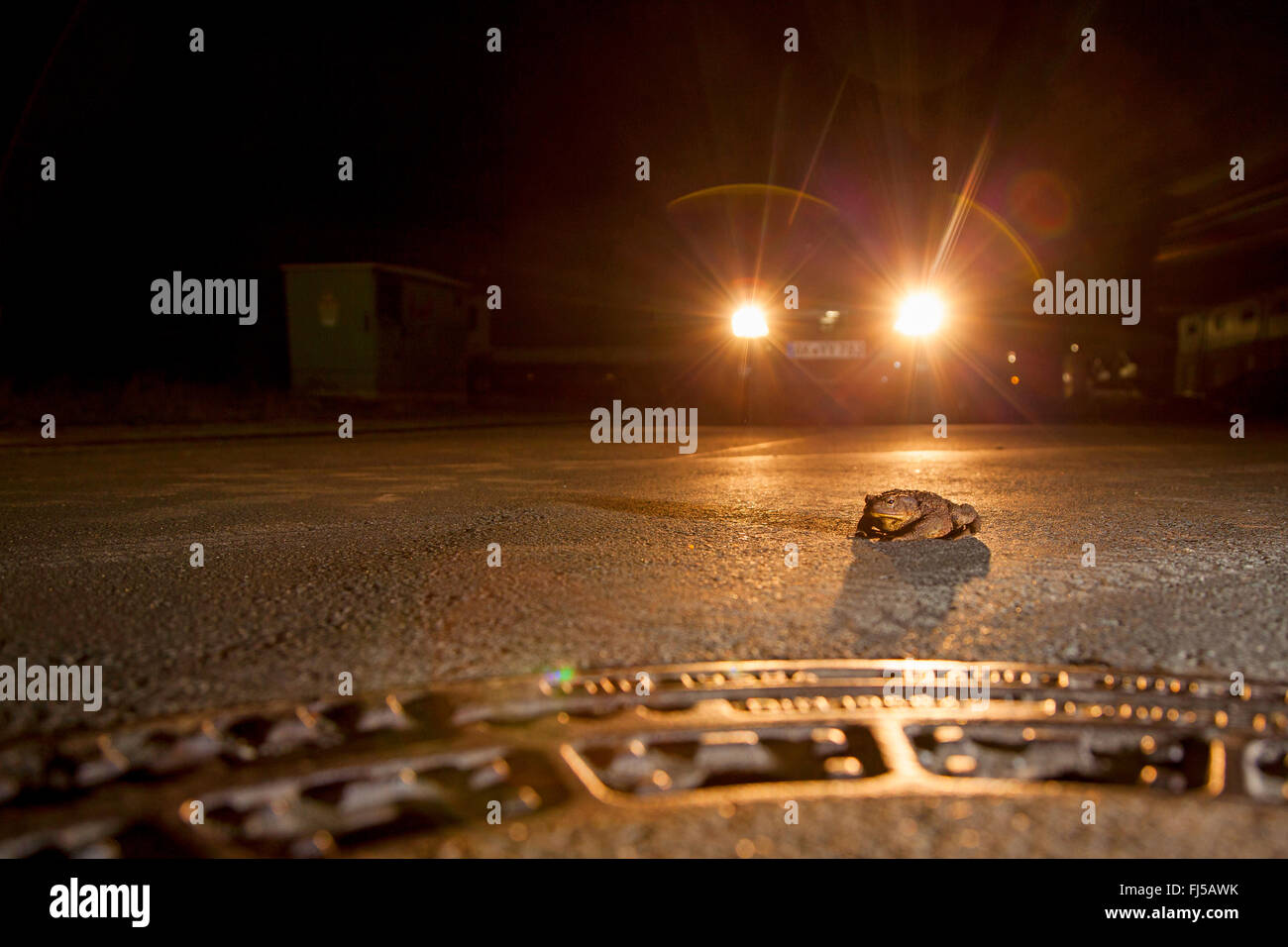 European common toad (Bufo bufo), toad on a road at night with a car ...