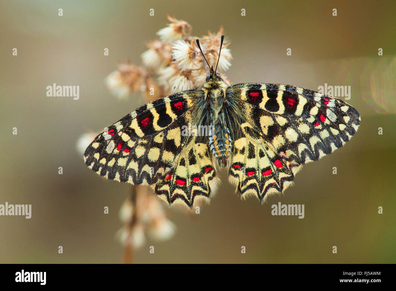Spanish Festoon, Southern festoon (Zerynthia rumina), on inflorescence ...