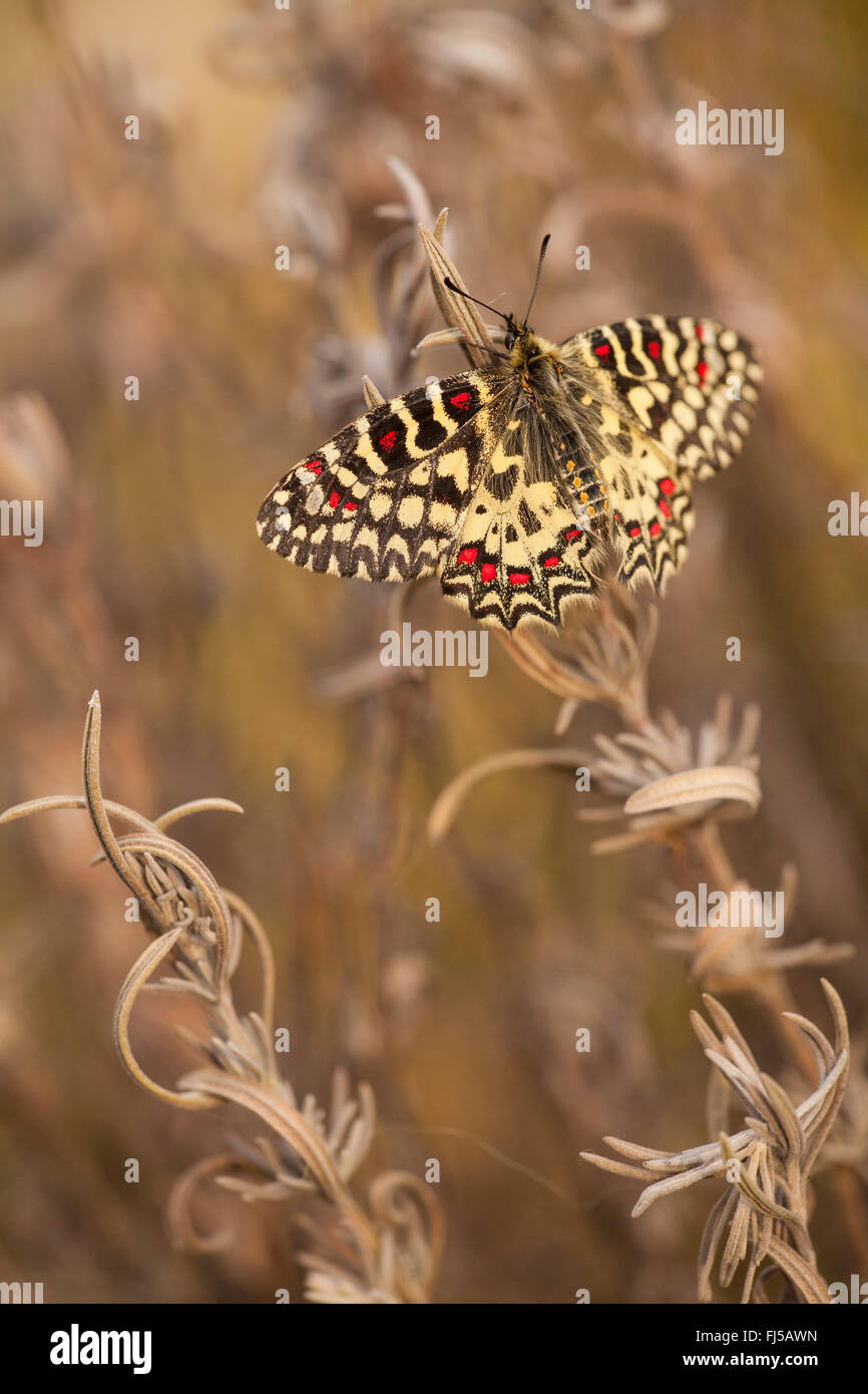 Spanish Festoon, Southern festoon (Zerynthia rumina), on withered ...
