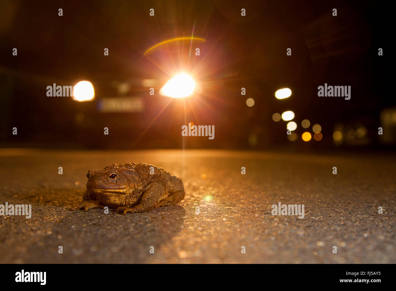 European common toad (Bufo bufo), toad on a road at night with a car ...