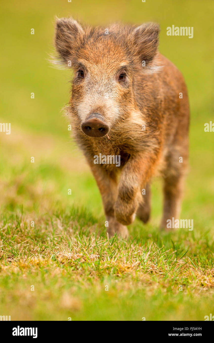 Runt piglet hi-res stock photography and images - Alamy