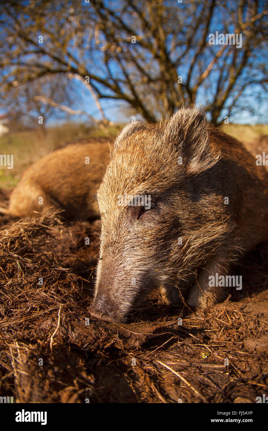 Wild boar wallow hi-res stock photography and images - Alamy