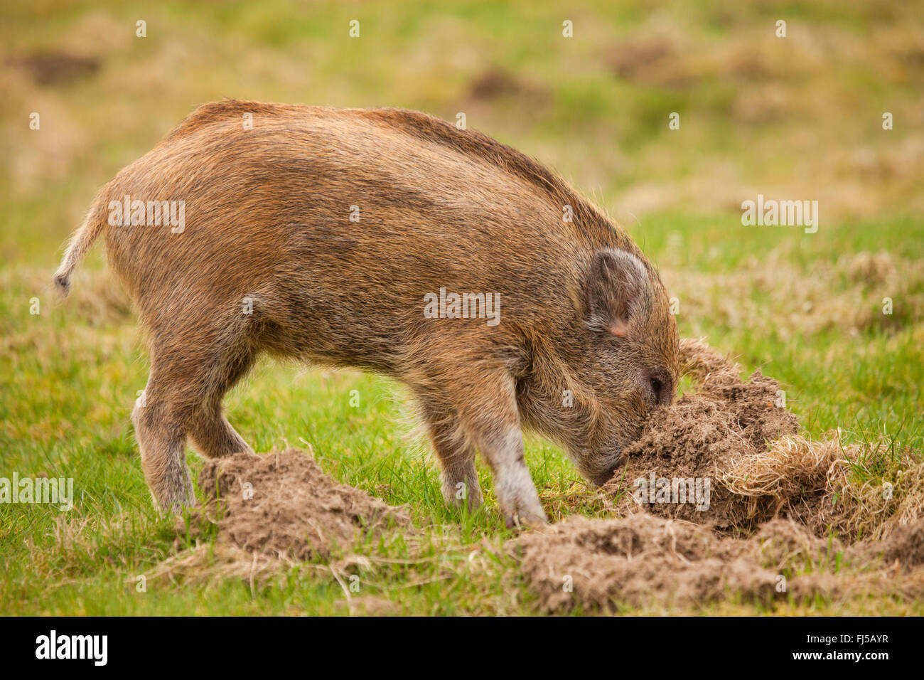 Juvenile pig hi-res stock photography and images - Alamy