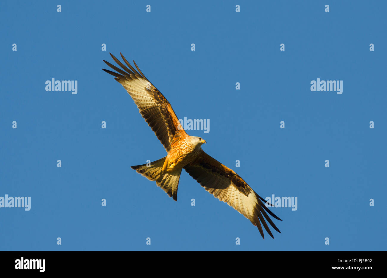 Red kite below hi-res stock photography and images - Alamy