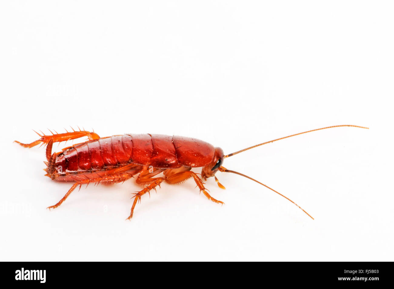 Cockroach Cut Out Stock Images & Pictures - Alamy