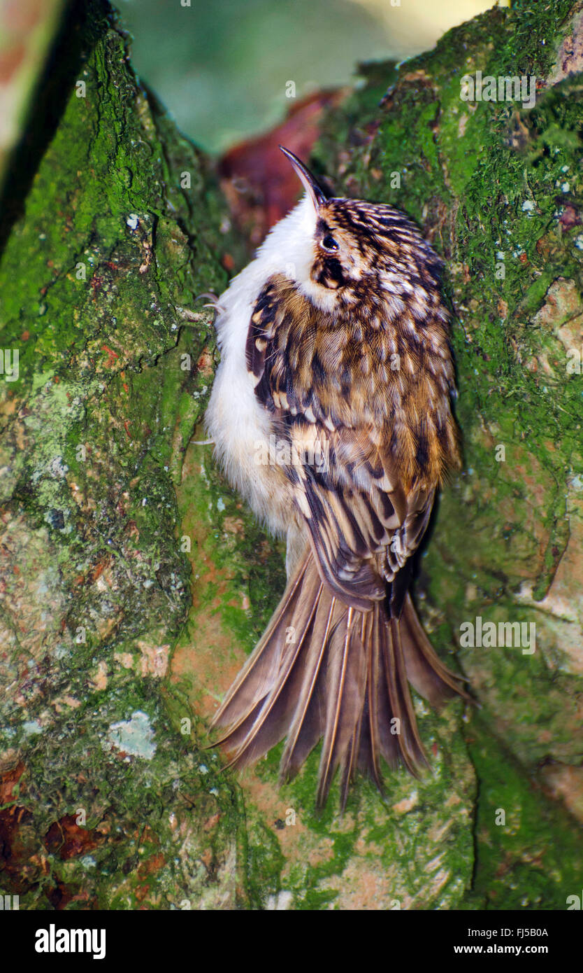 Creeper bird creepers birds hi-res stock photography and images - Alamy
