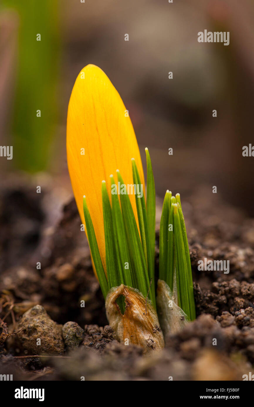 Crocus Chrysanthus Stock Photos & Crocus Chrysanthus Stock Images - Alamy