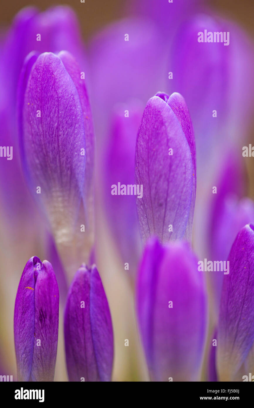 Early Crocus (Crocus tommasinianus), flowers Stock Photo - Alamy