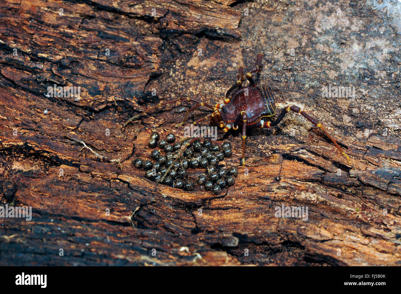 Red devil hi-res stock photography and images - Alamy