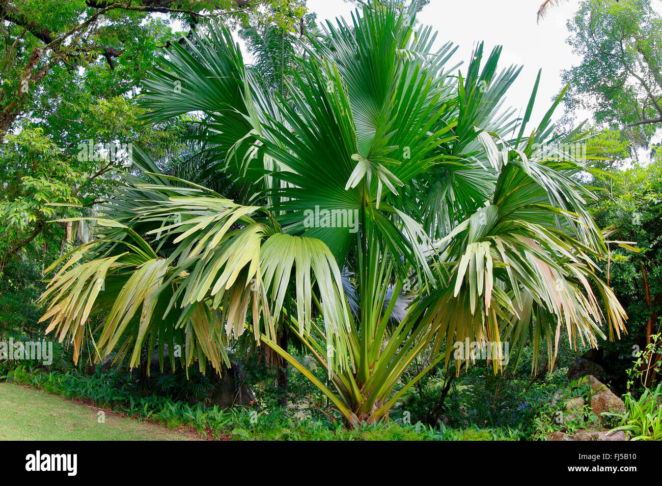 Victoria Botanical Garden Seychelles High Resolution Stock Photography ...