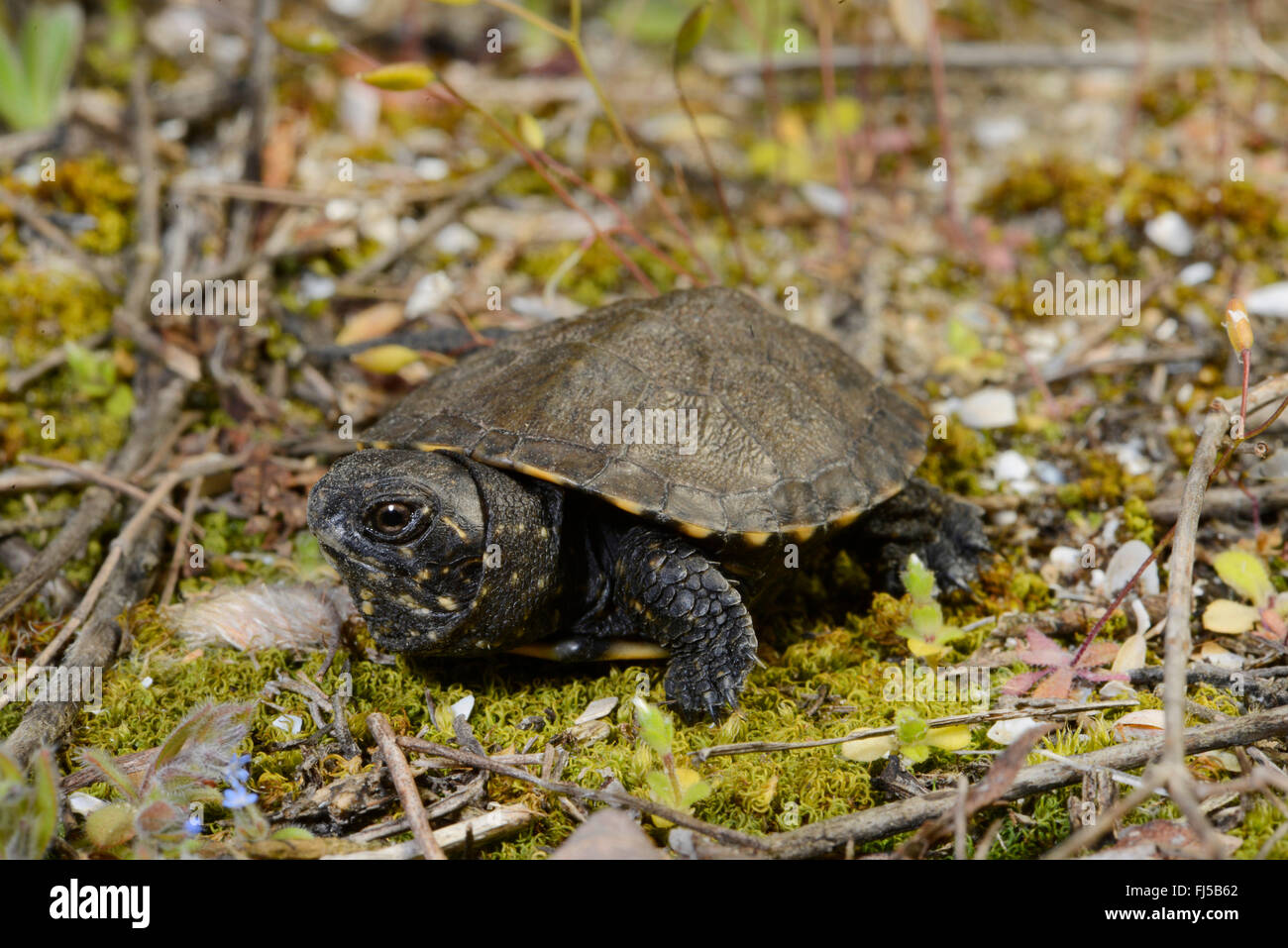 European pond terrapin, European pond turtle, European pond tortoise ...