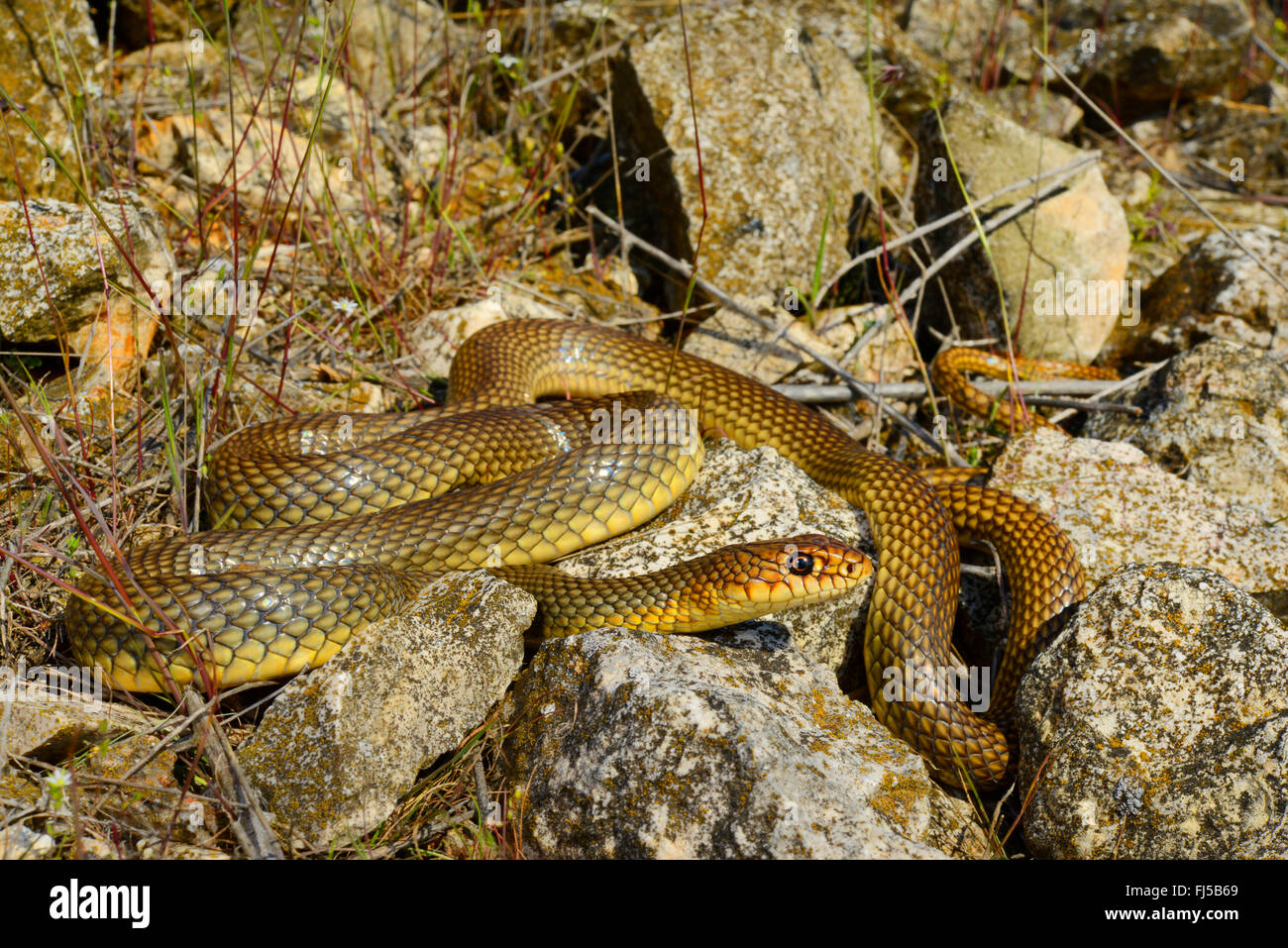 Large Whip Snake, Caspian whipsnake (Dolichophis caspius, Coluber ...