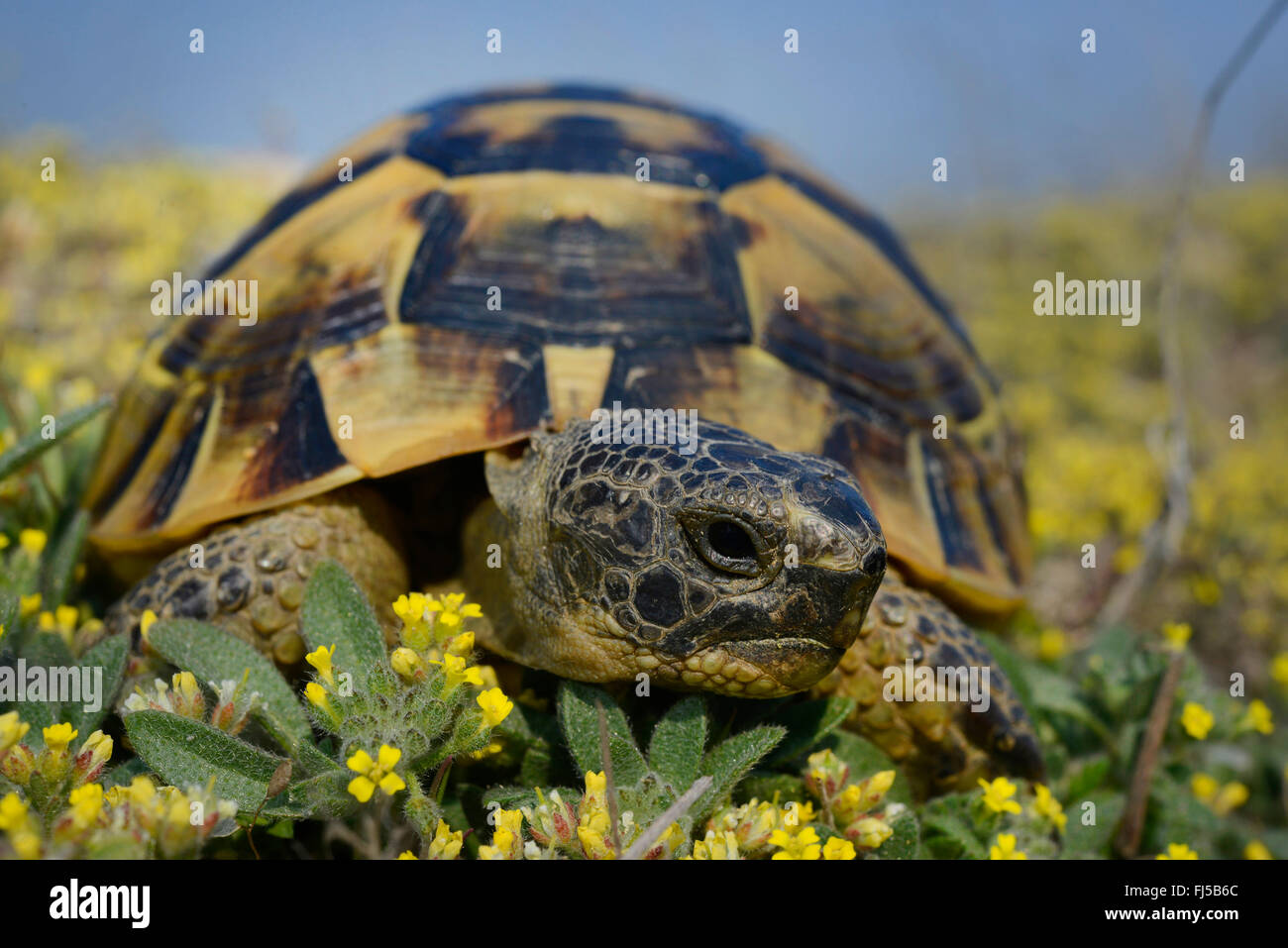 Eurasian flower hi-res stock photography and images - Alamy