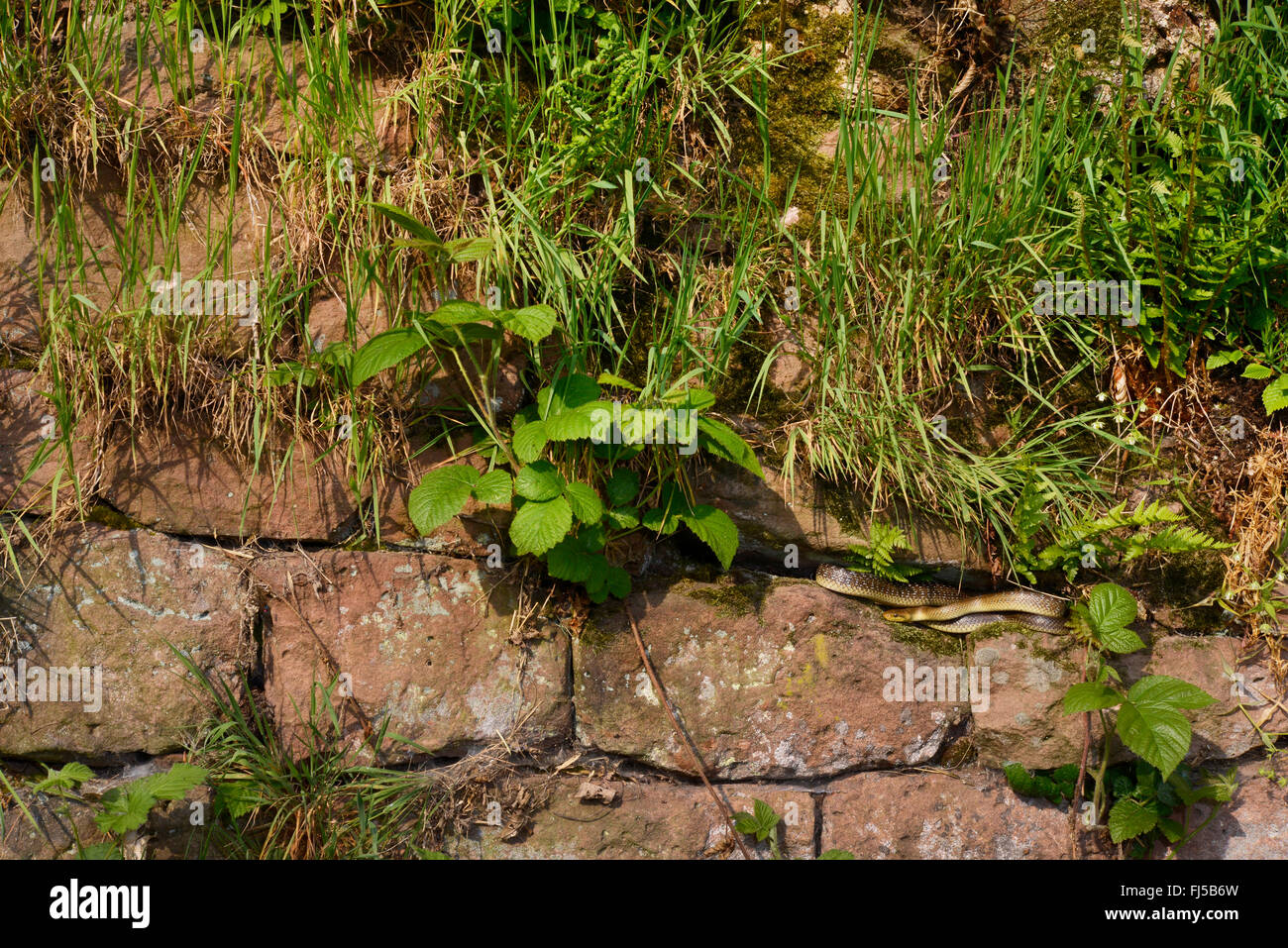 Aesculapian snake (Elaphe longissima, Zamenis longissimus), Aesculapian ...