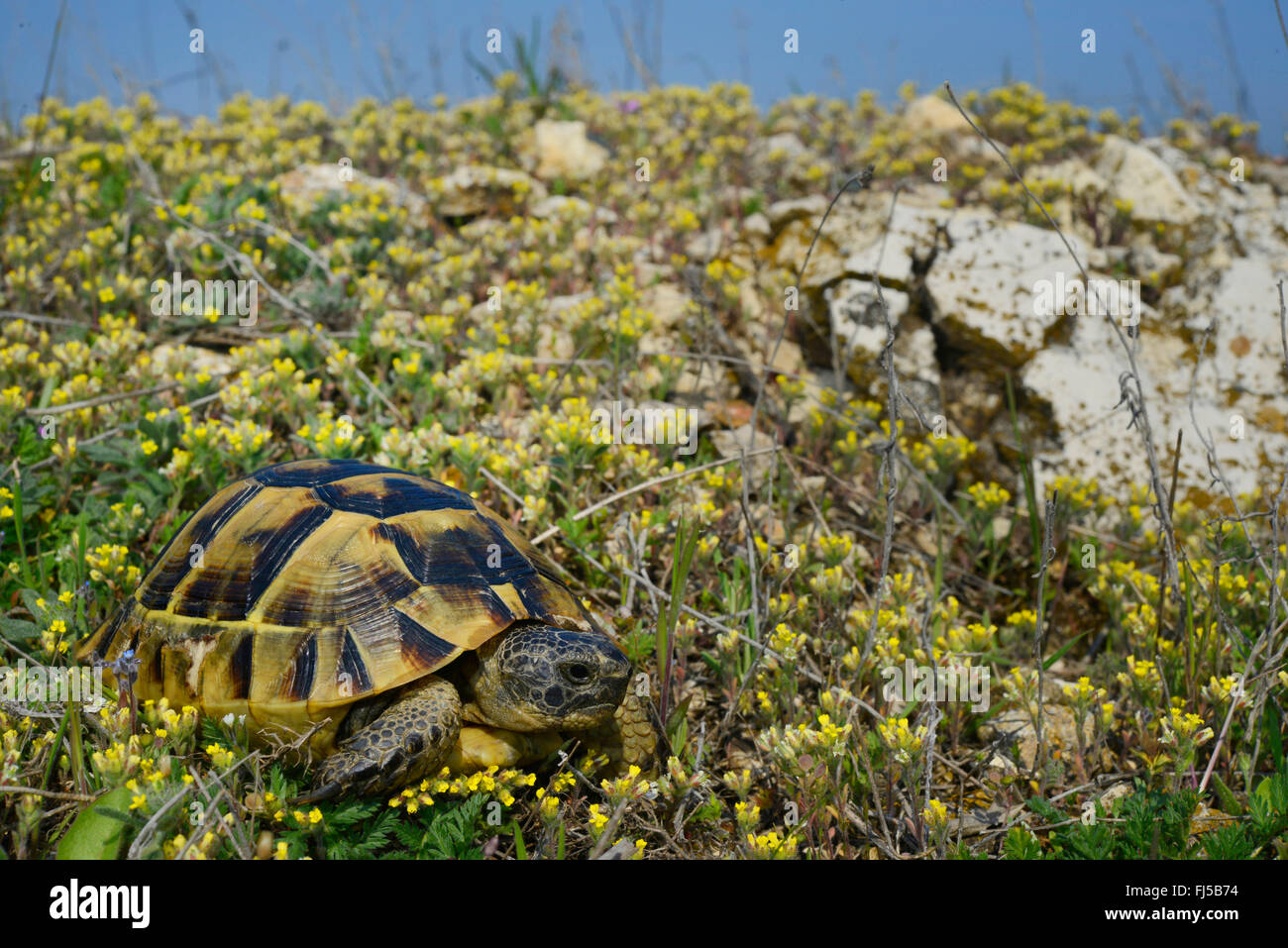 Eurasian Spur-thighed tortoise, Mediterranean spur-thighed tortoise ...
