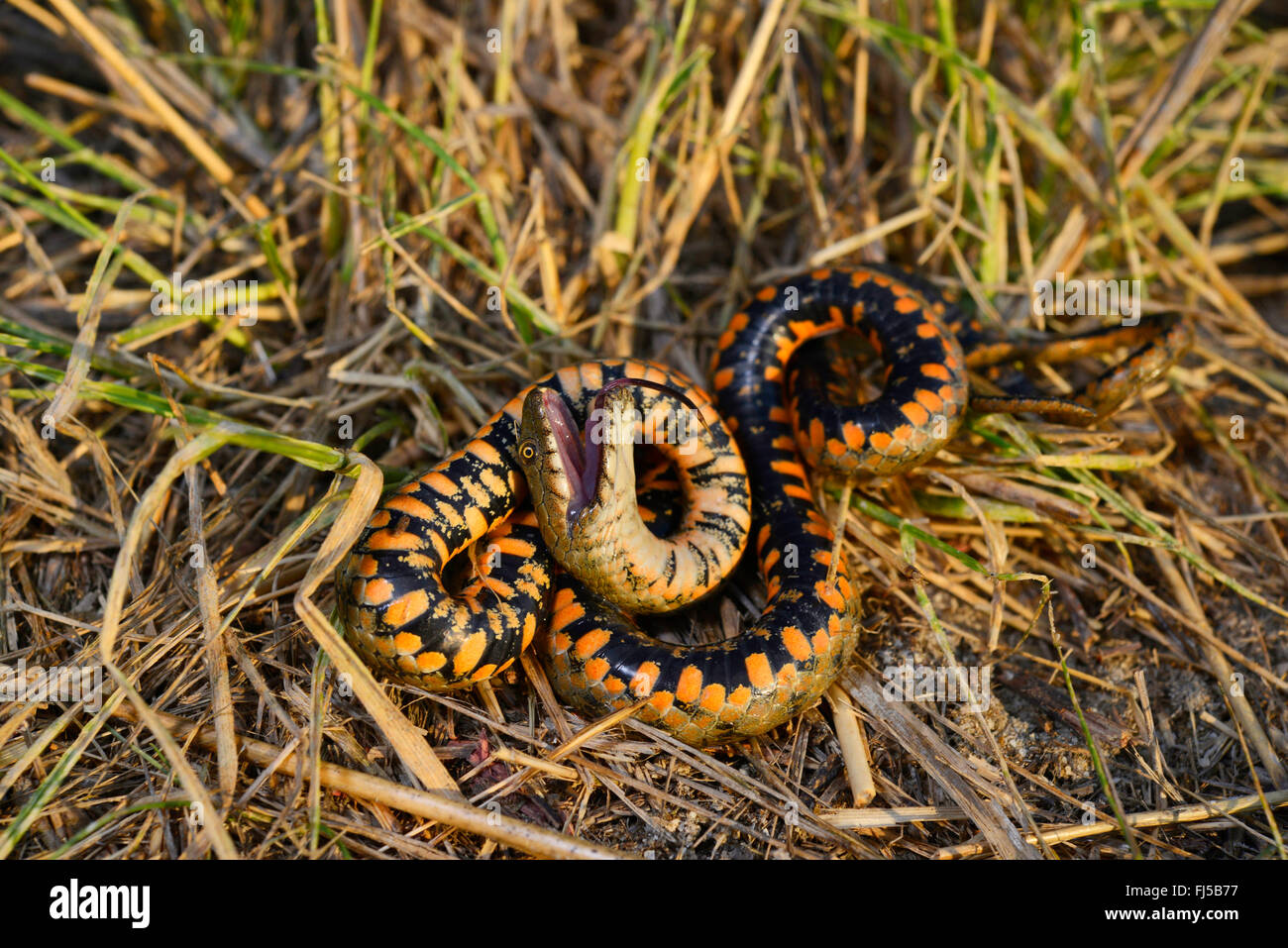 Snake snake hi-res stock photography and images - Alamy