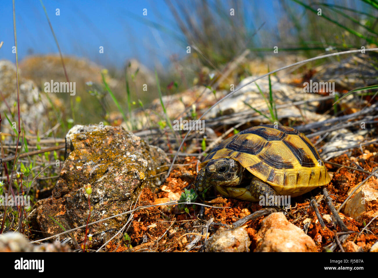 Eurasian Spur-thighed tortoise, Mediterranean spur-thighed tortoise ...