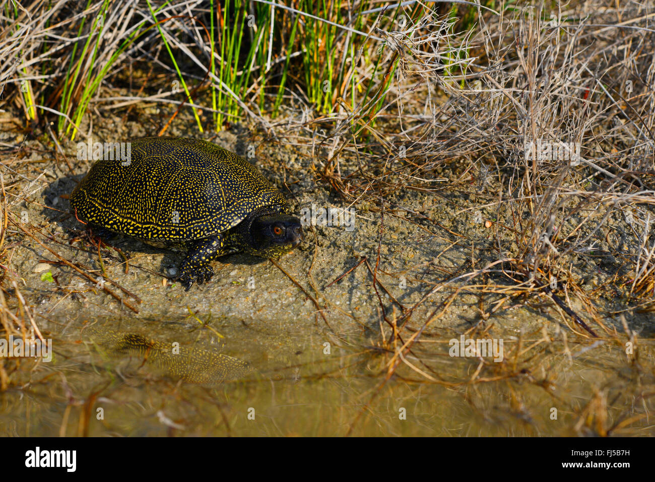 European pond terrapin, European pond turtle, European pond tortoise ...