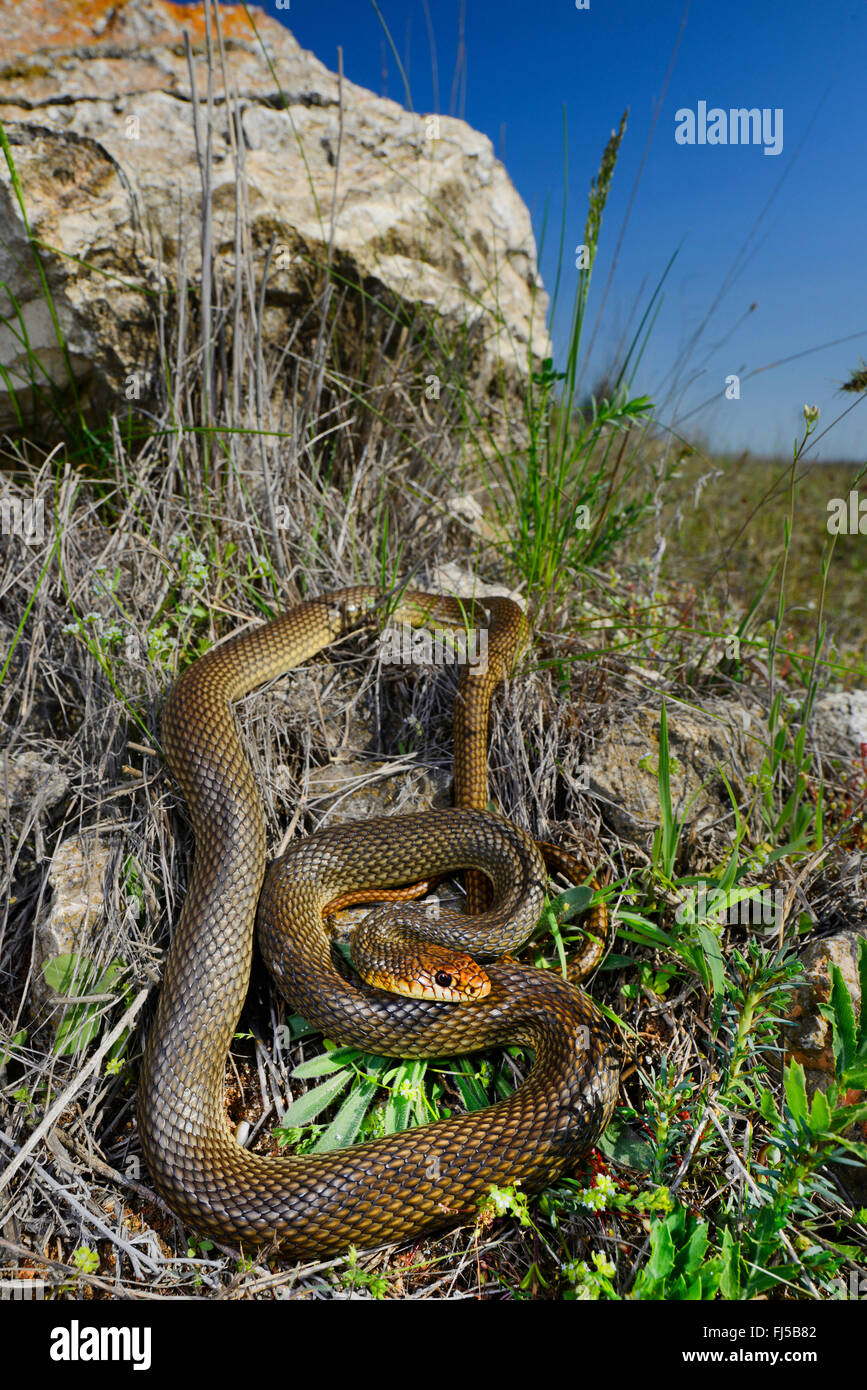 Large Whip Snake, Caspian whipsnake (Dolichophis caspius, Coluber ...
