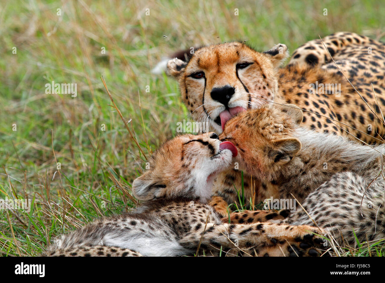cheetah (Acinonyx jubatus), female and cubs grooming each other, Kenya ...