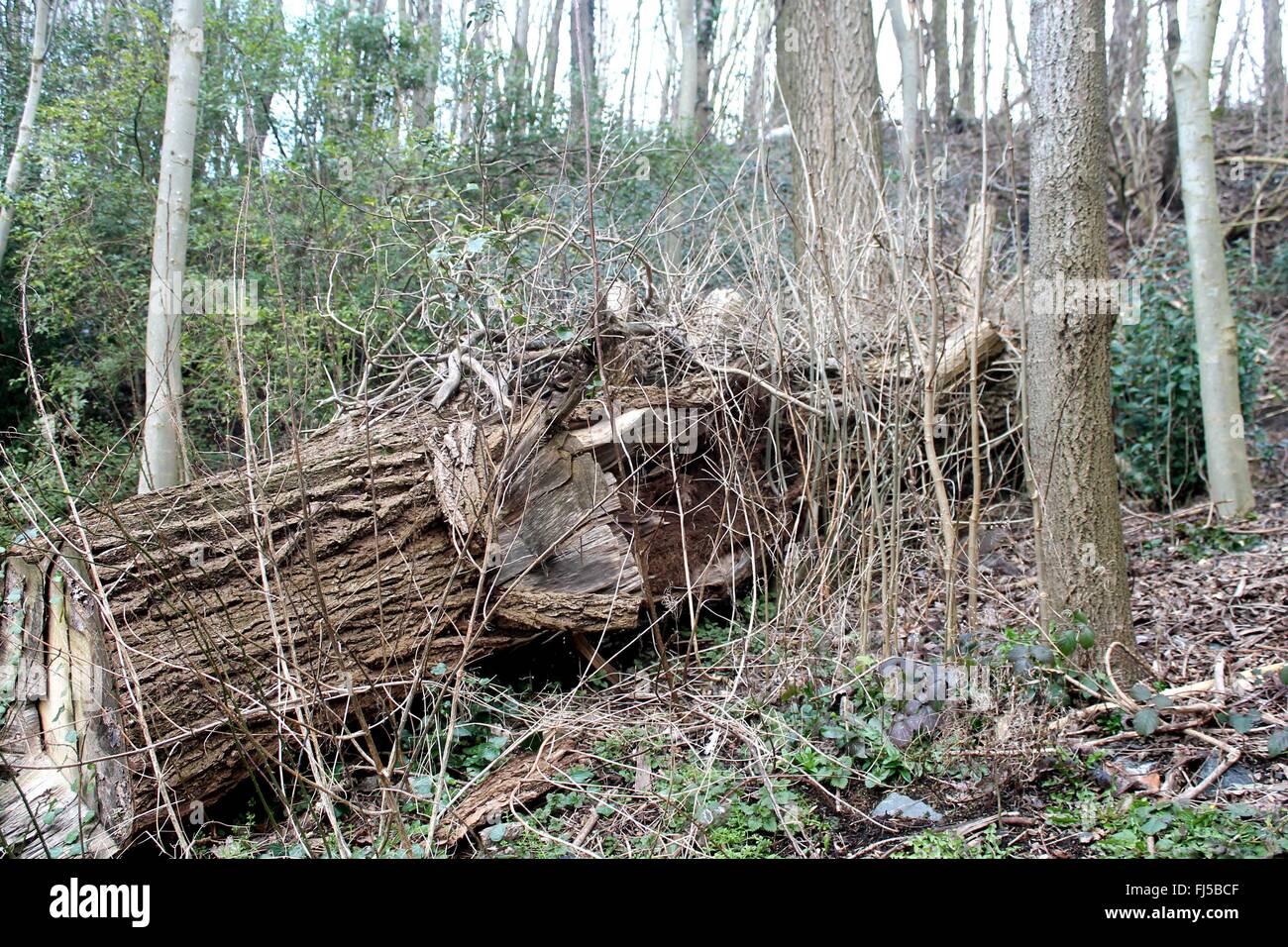A Fallen tree trunk in the forest Stock Photo - Alamy