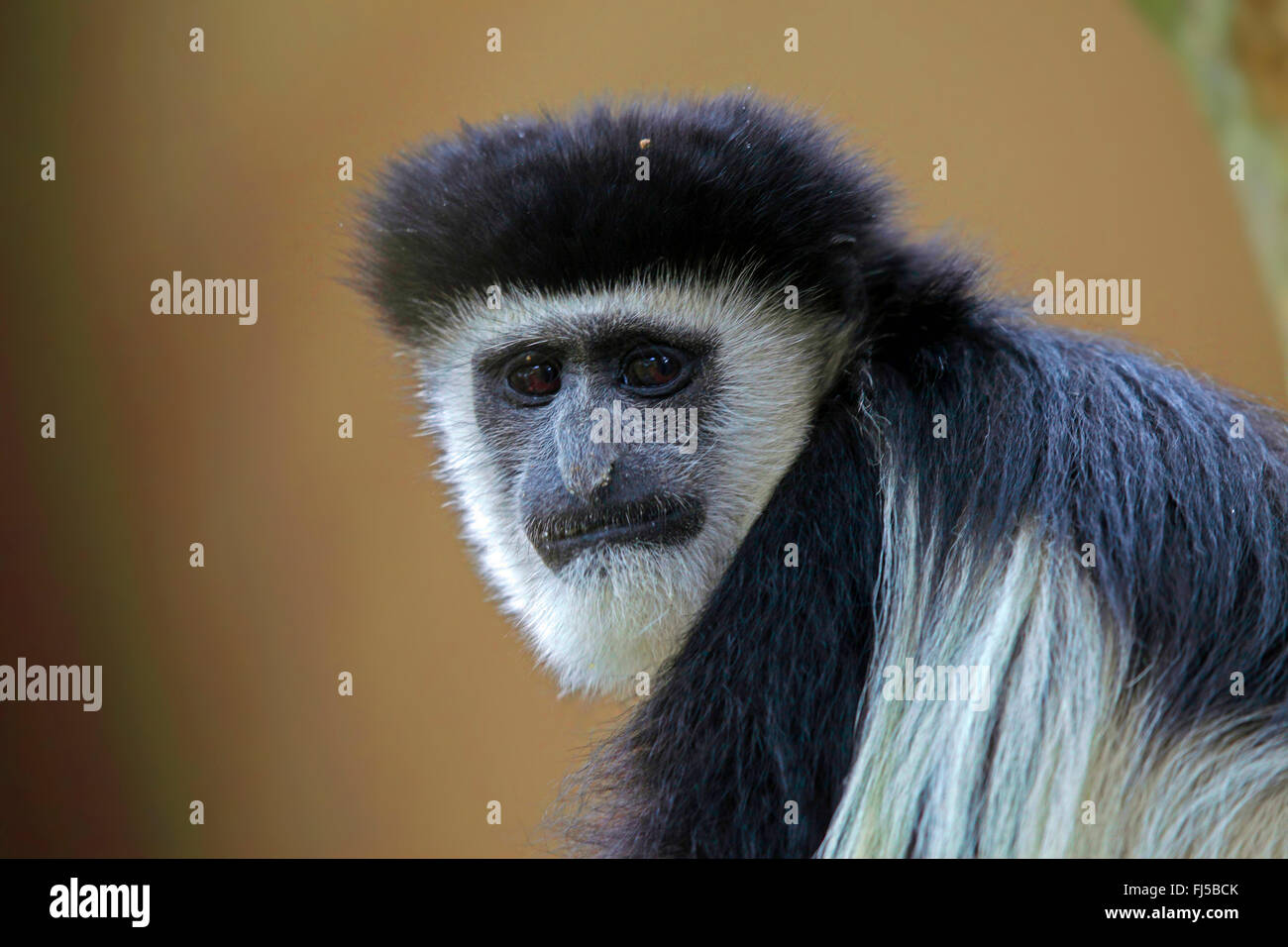 guereza, guereza colobus, eastern black-and-white colobus, mantled ...