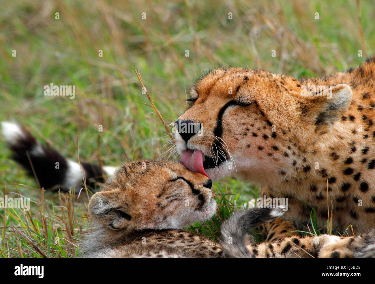 Mother cheetah licking cub hi-res stock photography and images - Alamy