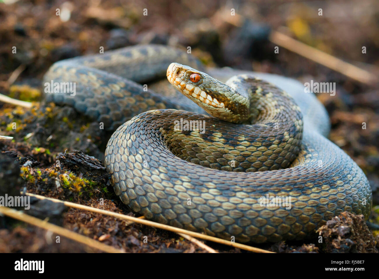 adder, common viper, common European viper, common viper (Vipera berus ...