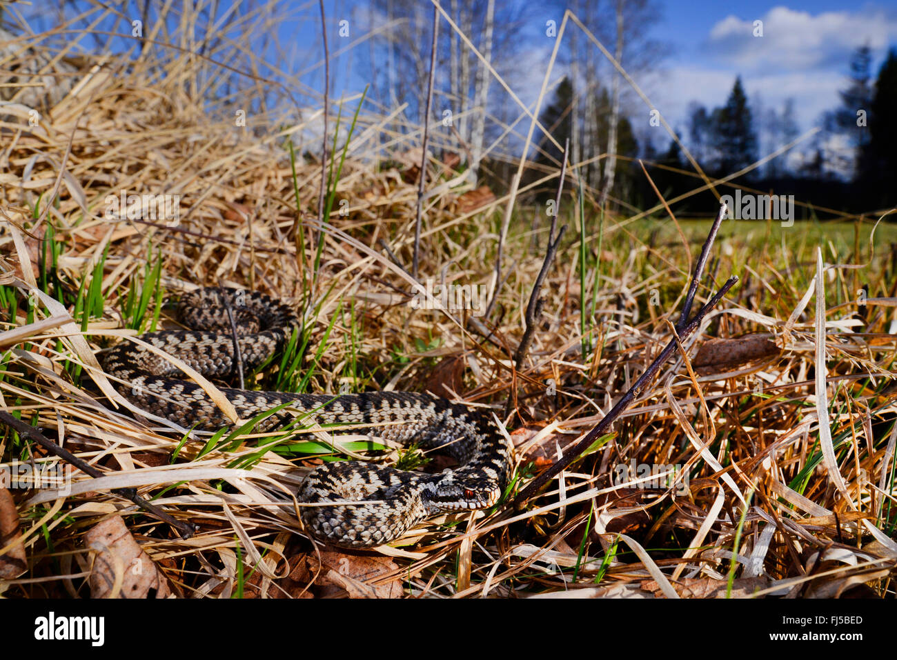 adder, common viper, common European viper, common viper (Vipera berus ...