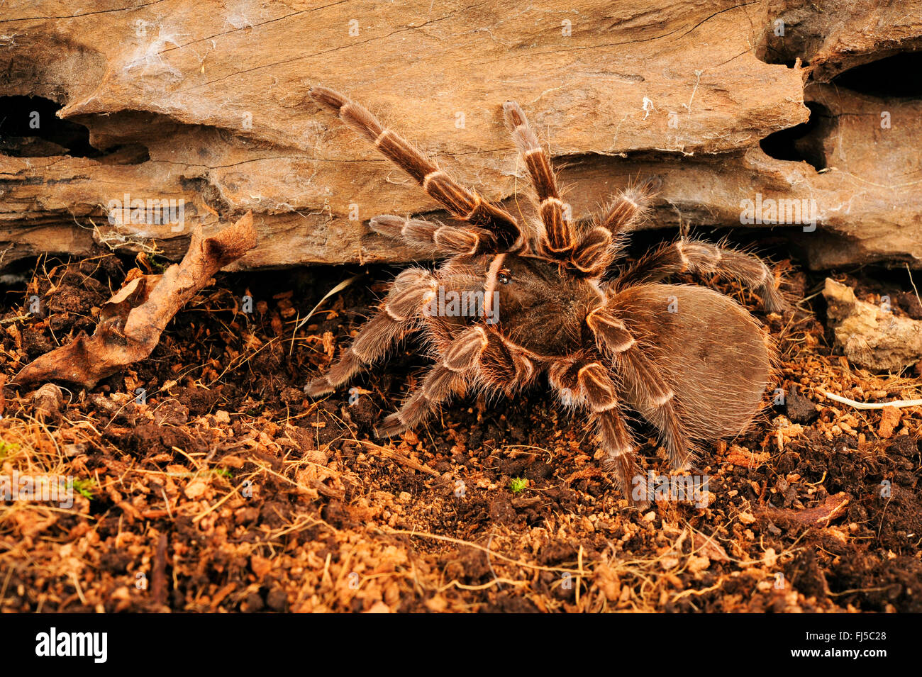 Bird spider (Acanthoscurria cordubensis), Bird spider in terrarium ...