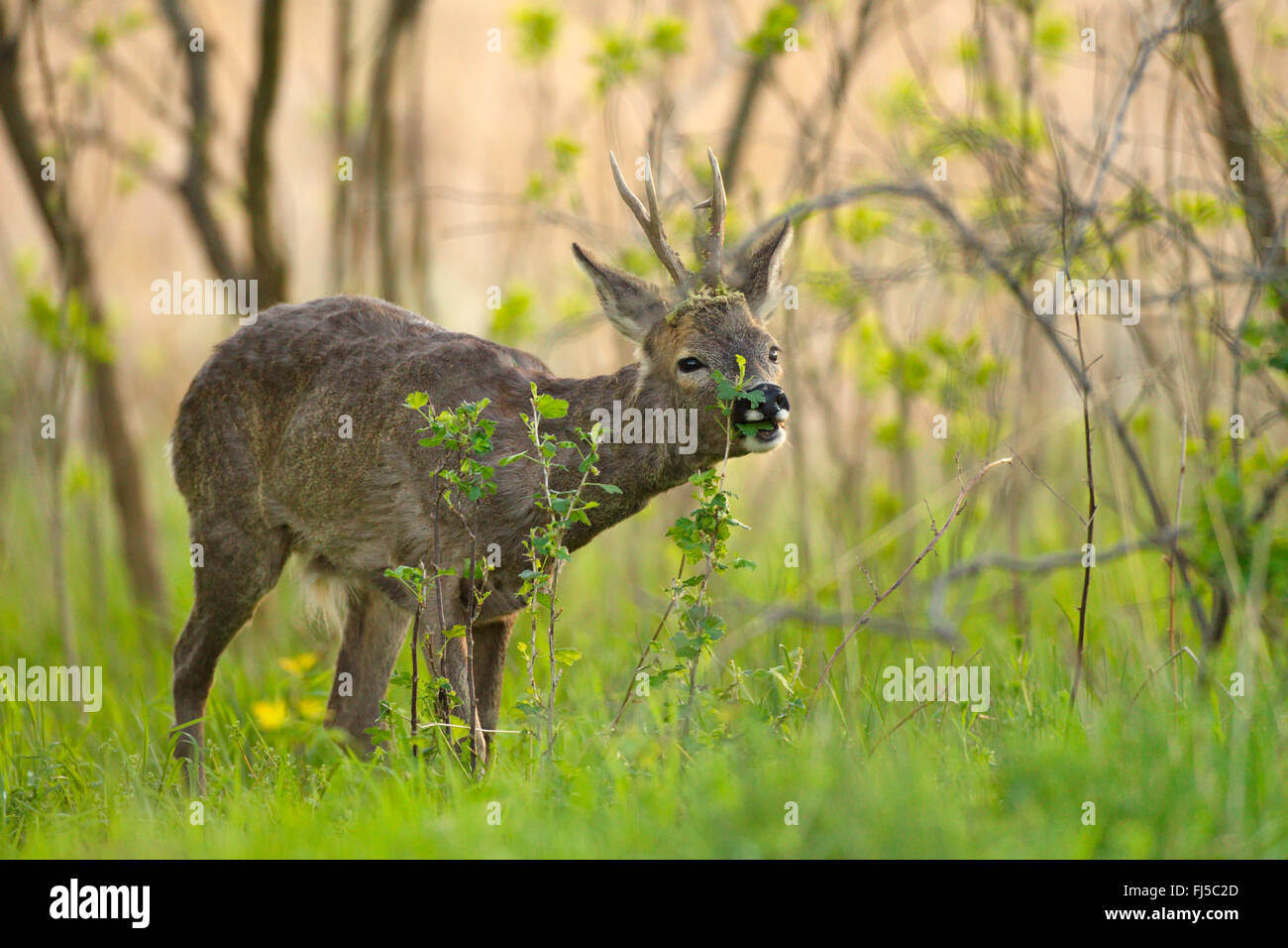 Browsing animal hi-res stock photography and images - Alamy