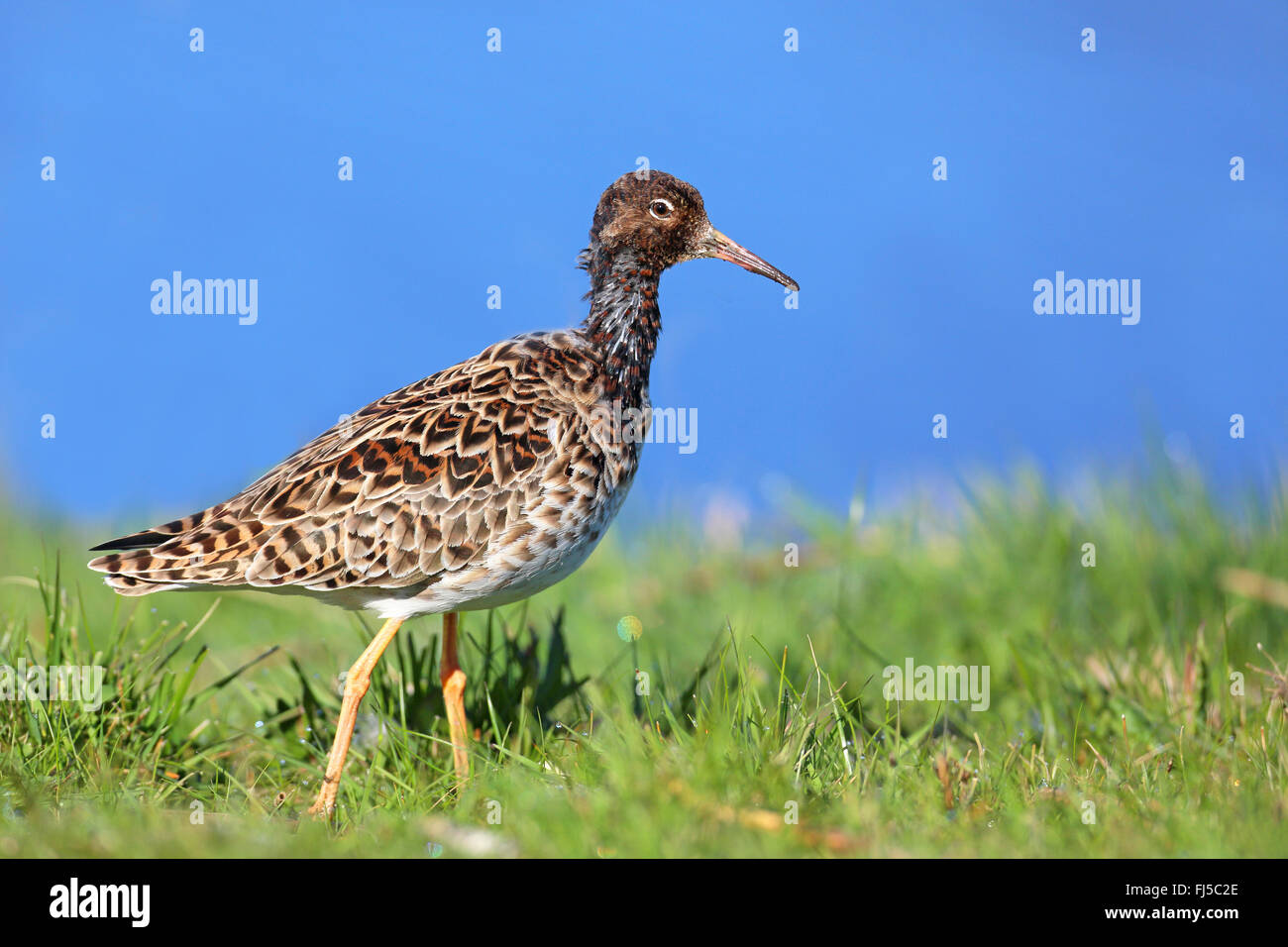Ruff bird hi-res stock photography and images - Alamy