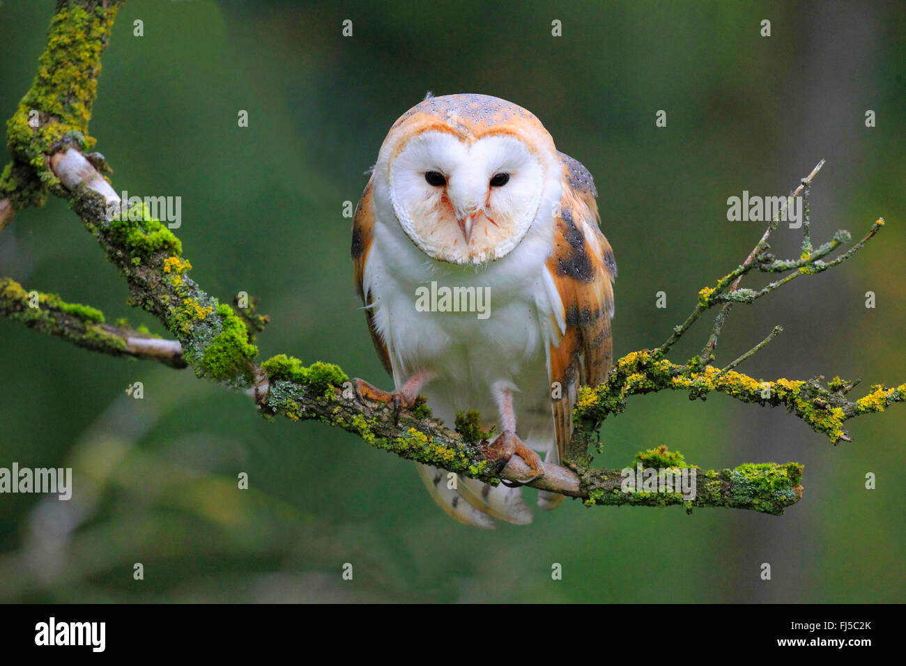 Barn owl (Tyto alba), sitting on a branch, Germany Stock Photo - Alamy