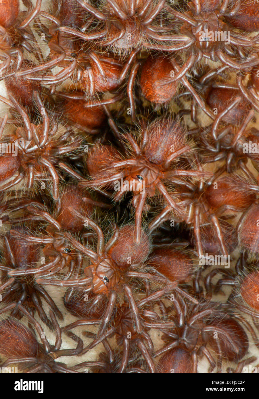 African spiders hi-res stock photography and images - Alamy