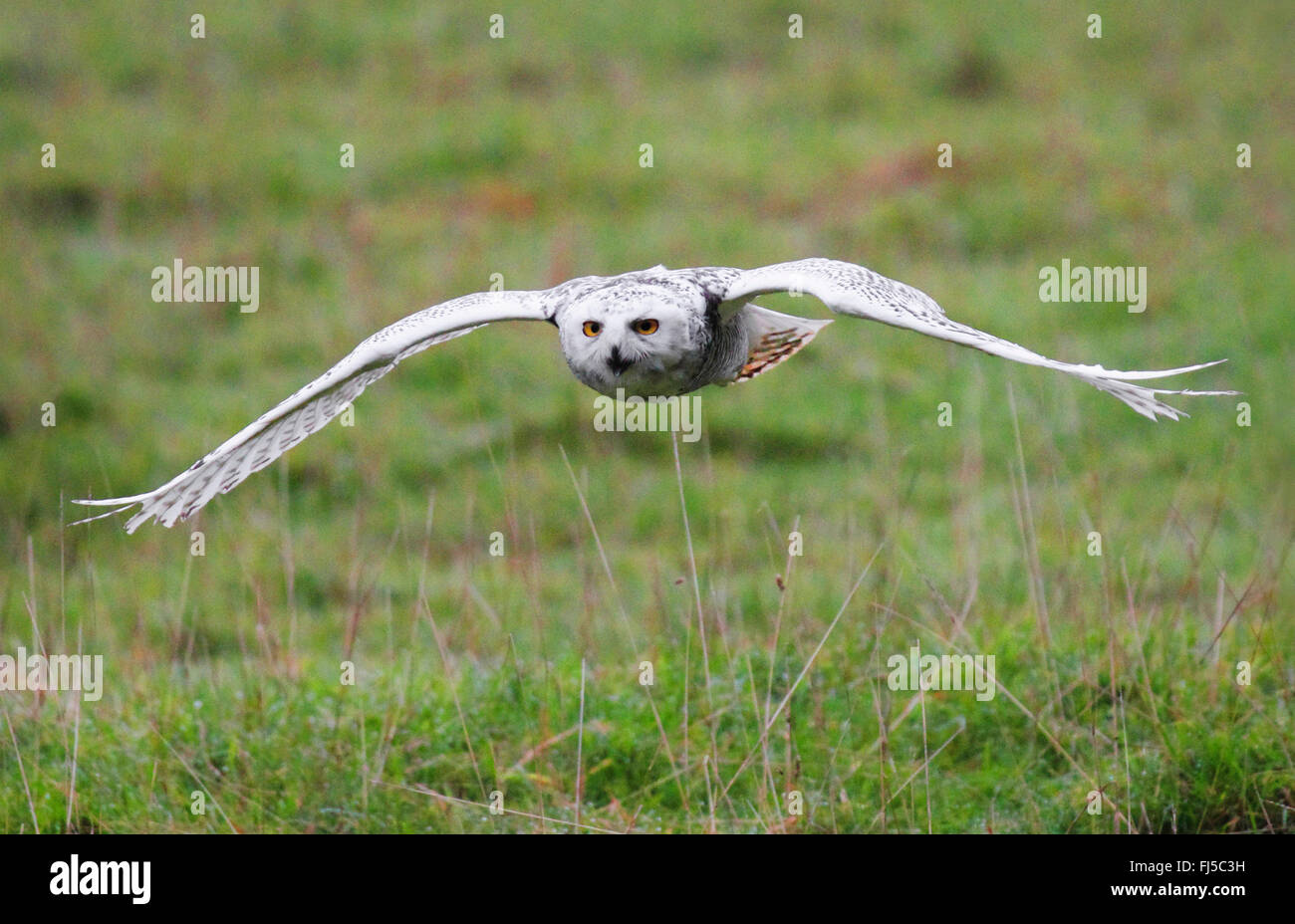 Snowy Owl (Strix scandiaca, Nyctea scandiaca, Bubo scandiacus), flying ...