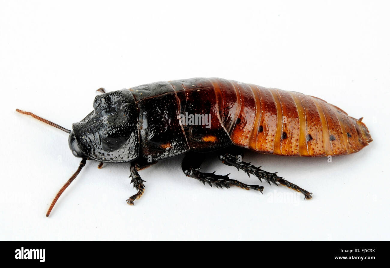 Madagascar Hissing Cockroach Hissing Cockroach Gromphadorhina Portentosa Cut Out Madagascar