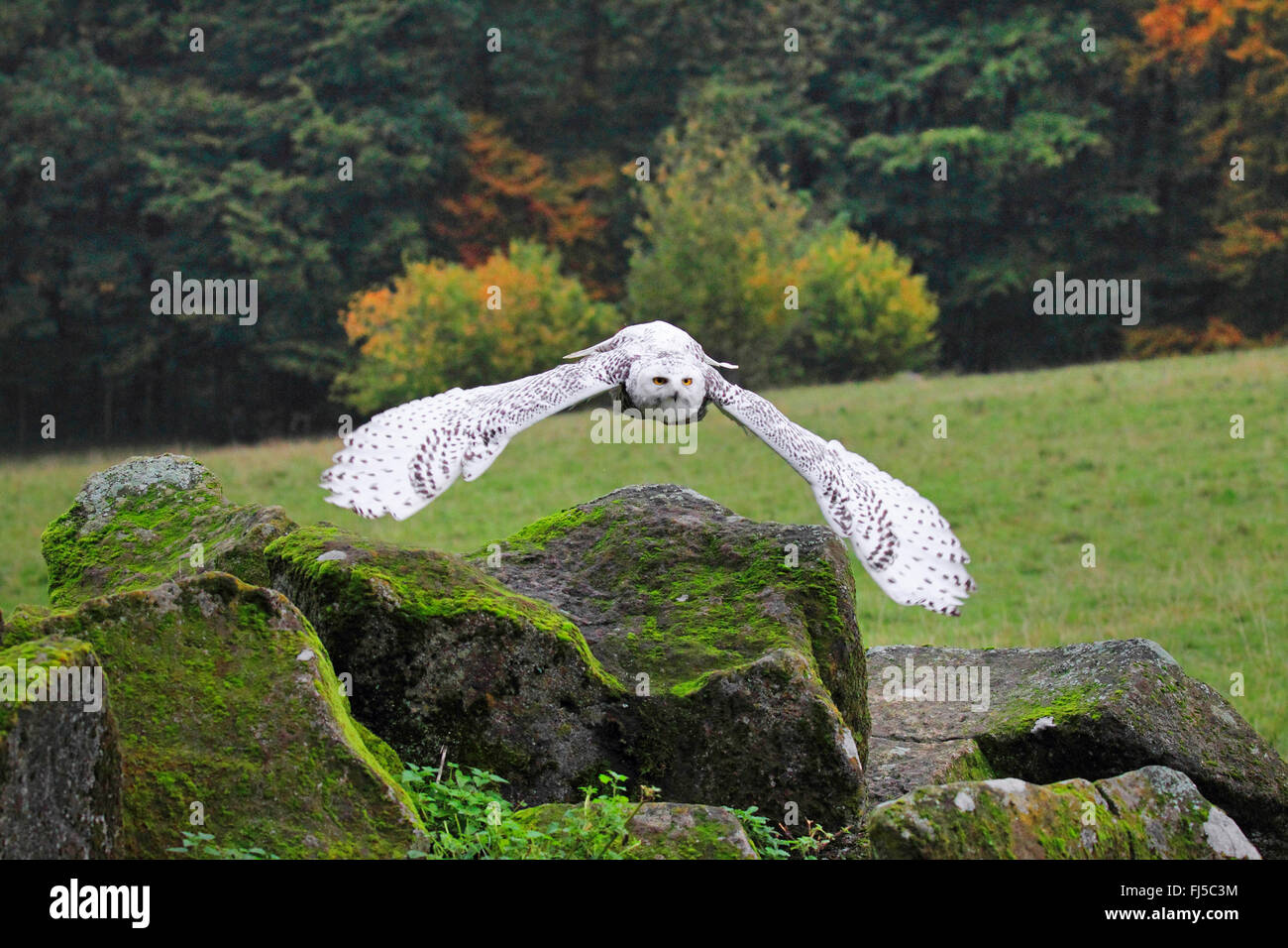 Habitat for snowy owl hi-res stock photography and images - Alamy